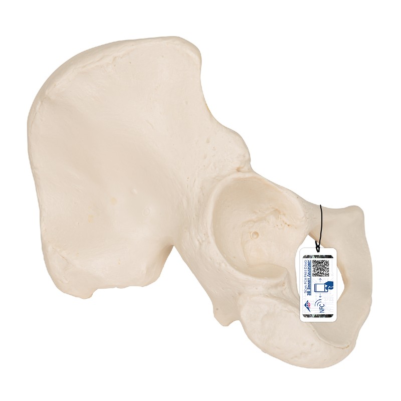 3B Scientific Life-Size Hip Bone Model | Health and Care
